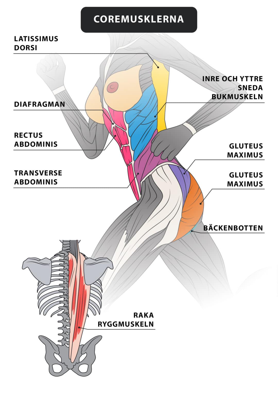 20 min coreövningar: coreträning för nybörjare - Fitnessfia