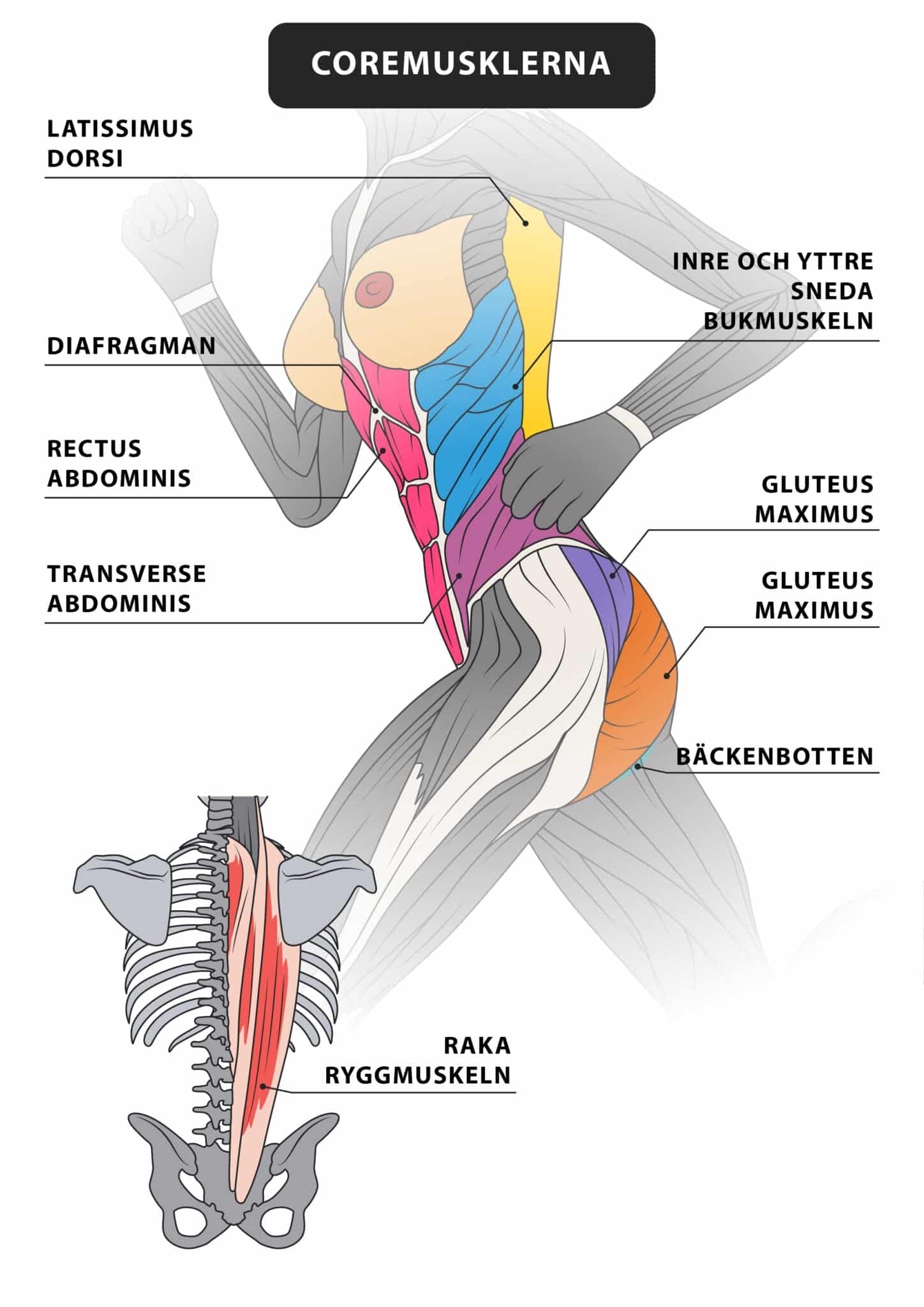 20 min coreövningar: coreträning för nybörjare - Fitnessfia